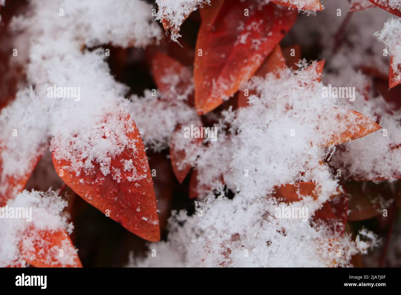 Snow on red leaves Stock Photo - Alamy