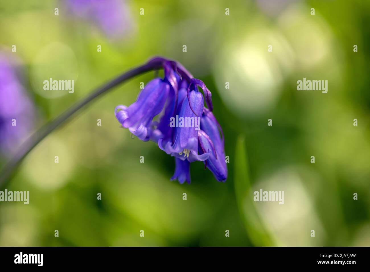 English bluebell garden hi-res stock photography and images - Alamy