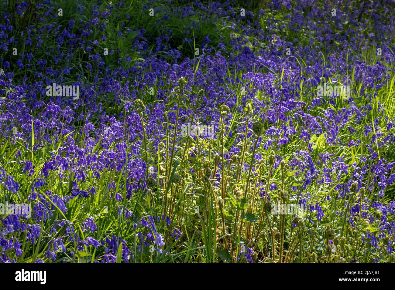 Bell shaped violet blue flowers hi-res stock photography and images - Alamy