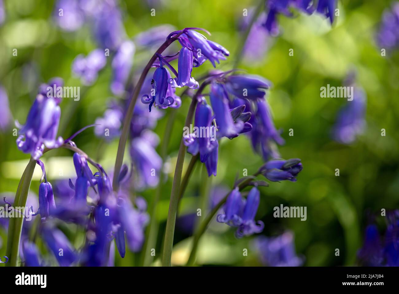 Bell shaped violet blue flowers hi-res stock photography and images - Alamy