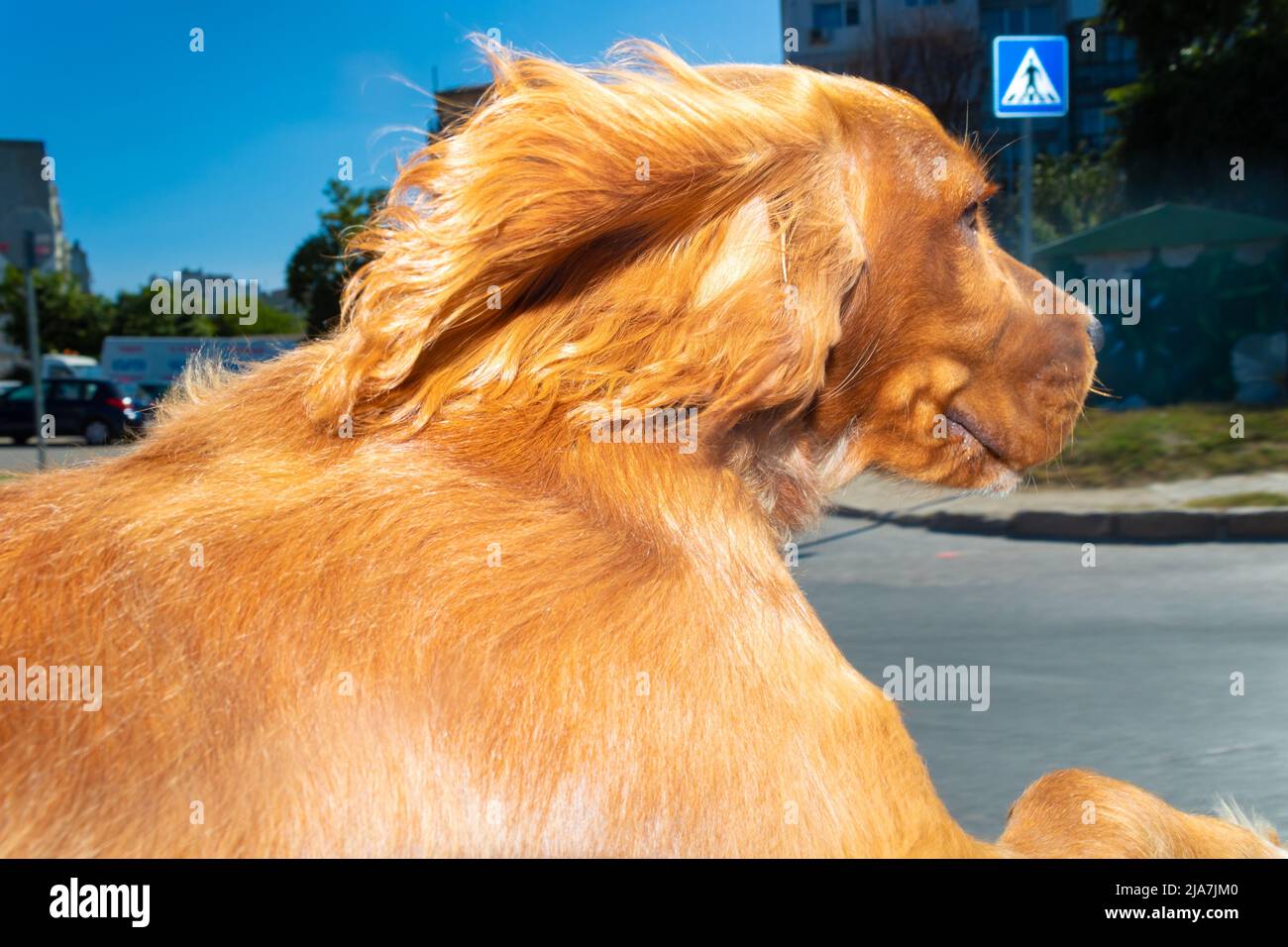 Happy puppy English cocker spaniel dog Johnny enjoying the view from a ...