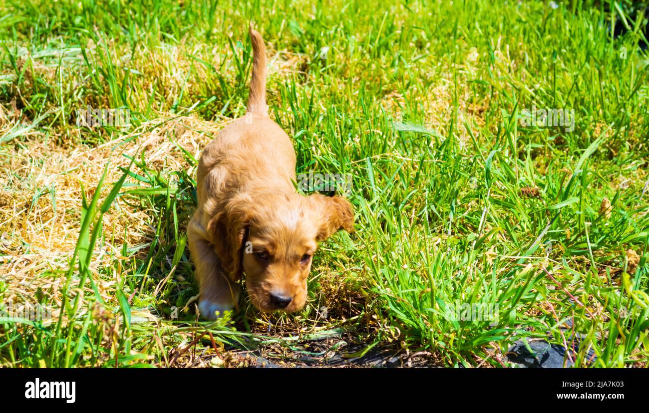 Cute puppy 40ty days old English Cocker Spaniel dog Johnny relaxing on ...