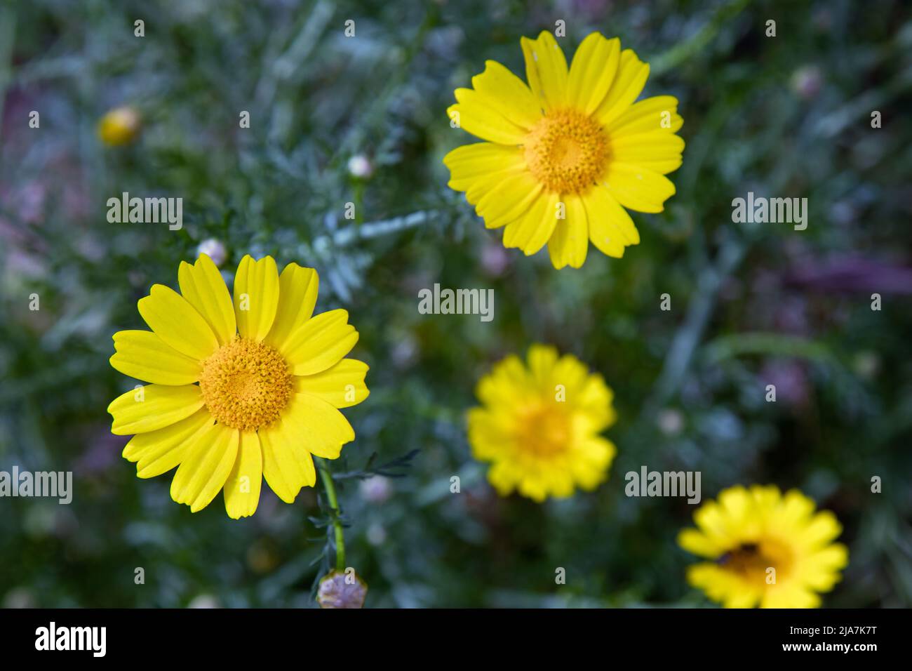 Yellow Marguerite Daisy. Dyer's Chamomile Stock Photo - Alamy