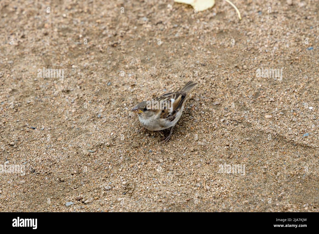 Group of sparrows hi-res stock photography and images - Alamy