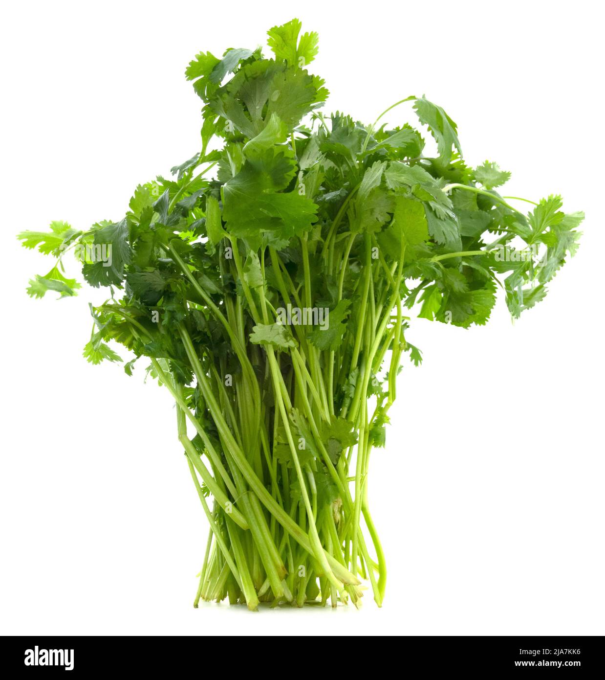 Cilantro plant Cut Out Stock Images & Pictures - Alamy