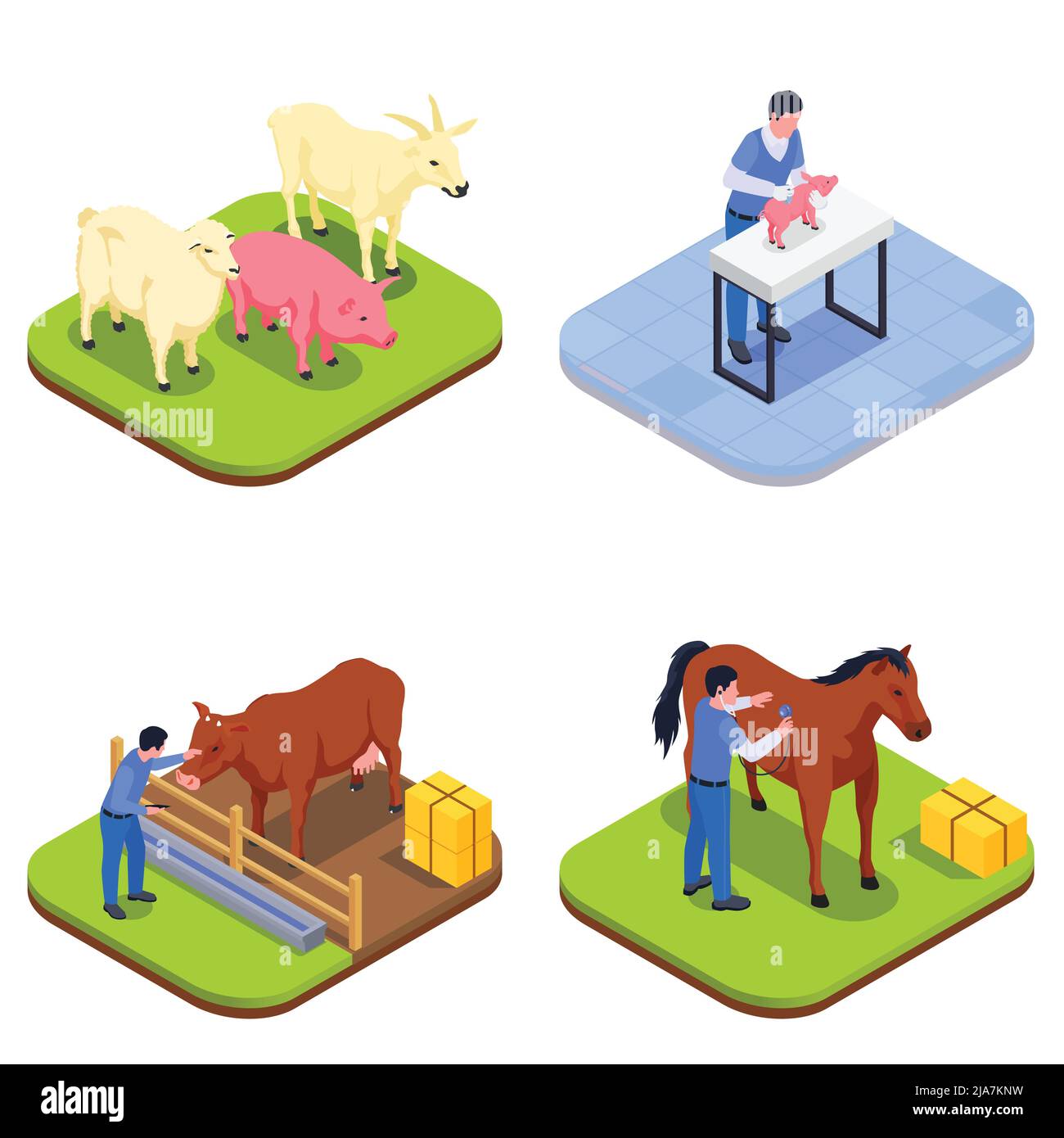 Farm animals veterinary isometric icon set with vaccinating a pig ...