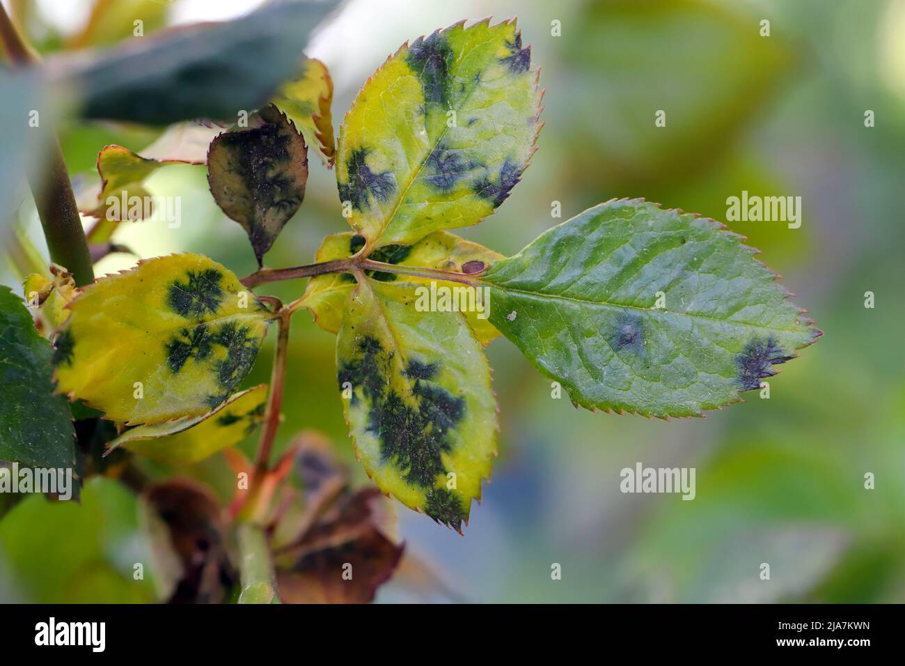 Black spot, Diplocarpon rosae, a fungal disease on rose leaves Stock ...
