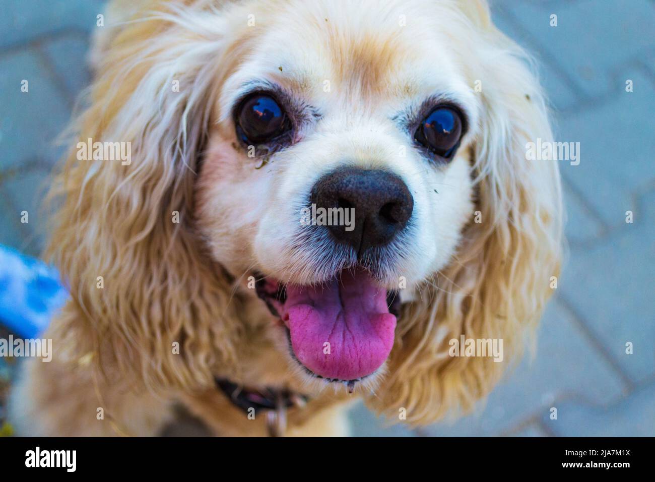 Portrait of English wide-eyed Cocker Spaniel dog looking to the camer ...