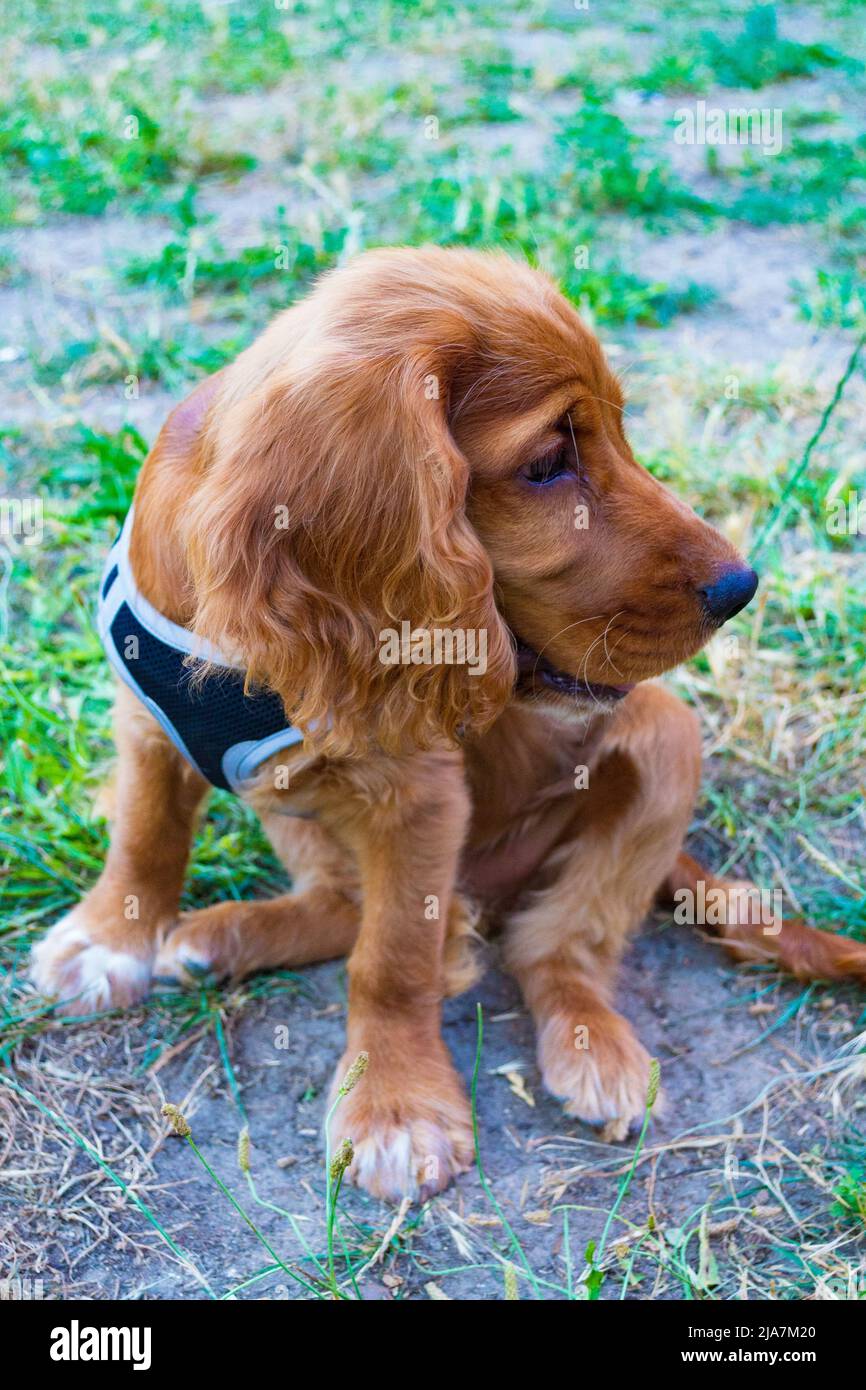 Cute four month old male English Cocker Spaniel waiting in a park Stock ...