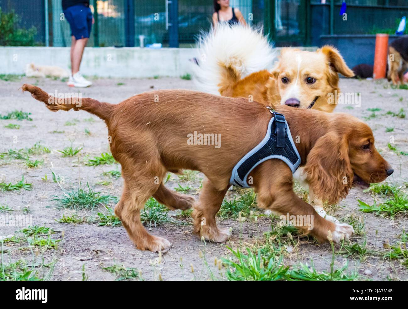 Corgi terrier mix hi-res stock photography and images - Alamy