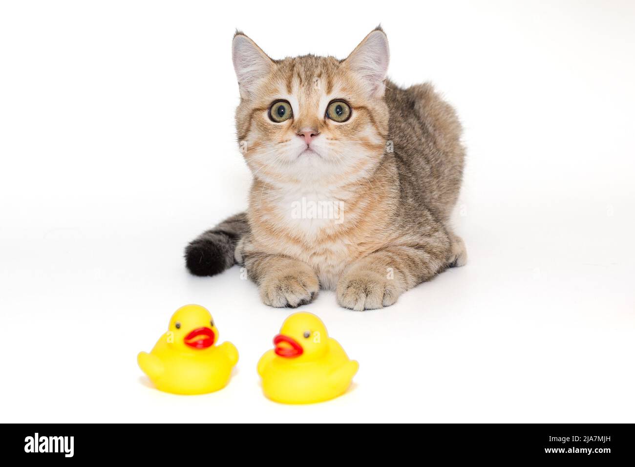 Scottish striped kitten with green eyes and rubber ducklings toys. The ...