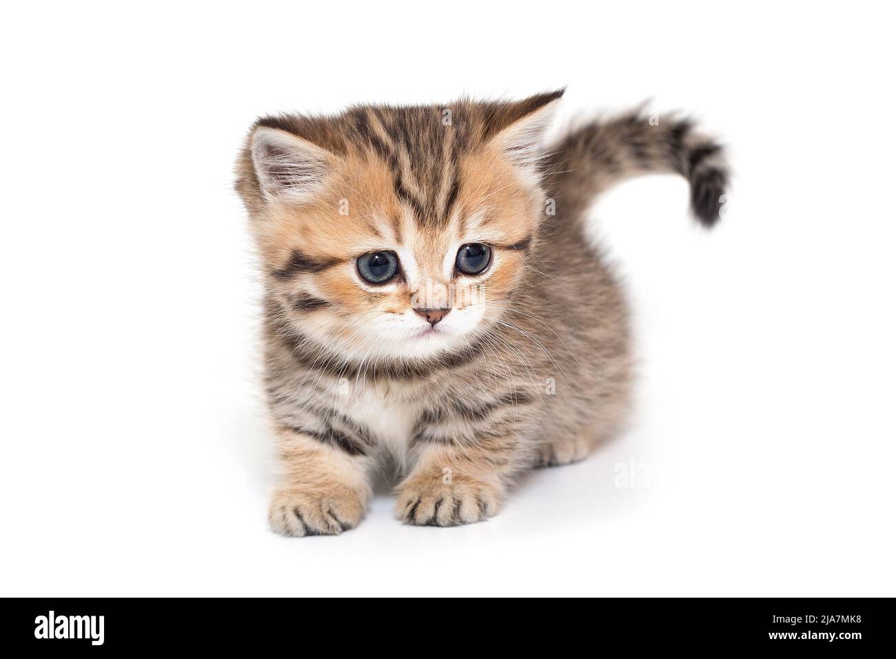 One month old baby kitten hi-res stock photography and images - Alamy