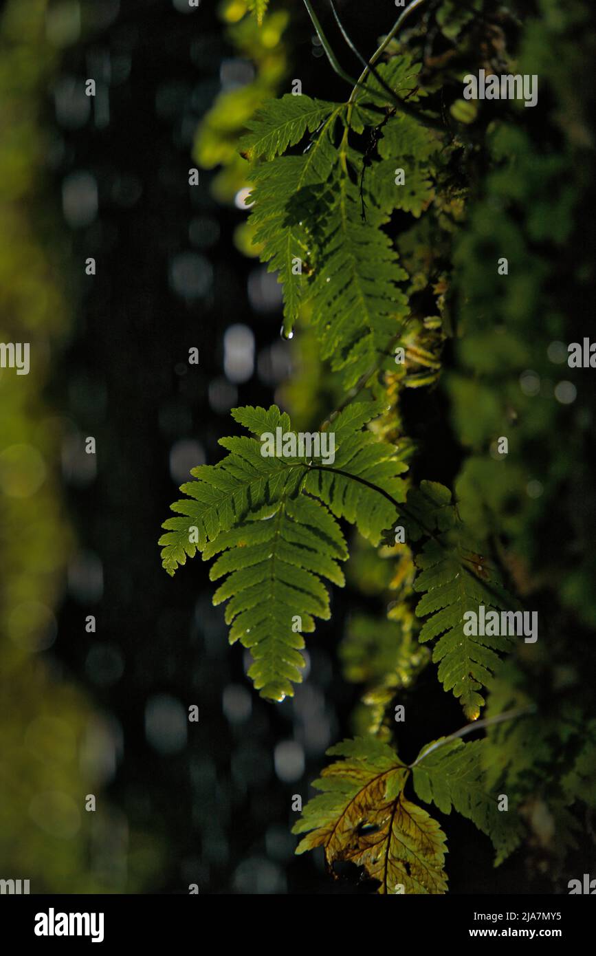 Fern leaves on a dark background in the forest. Madeira. Dark forest ...