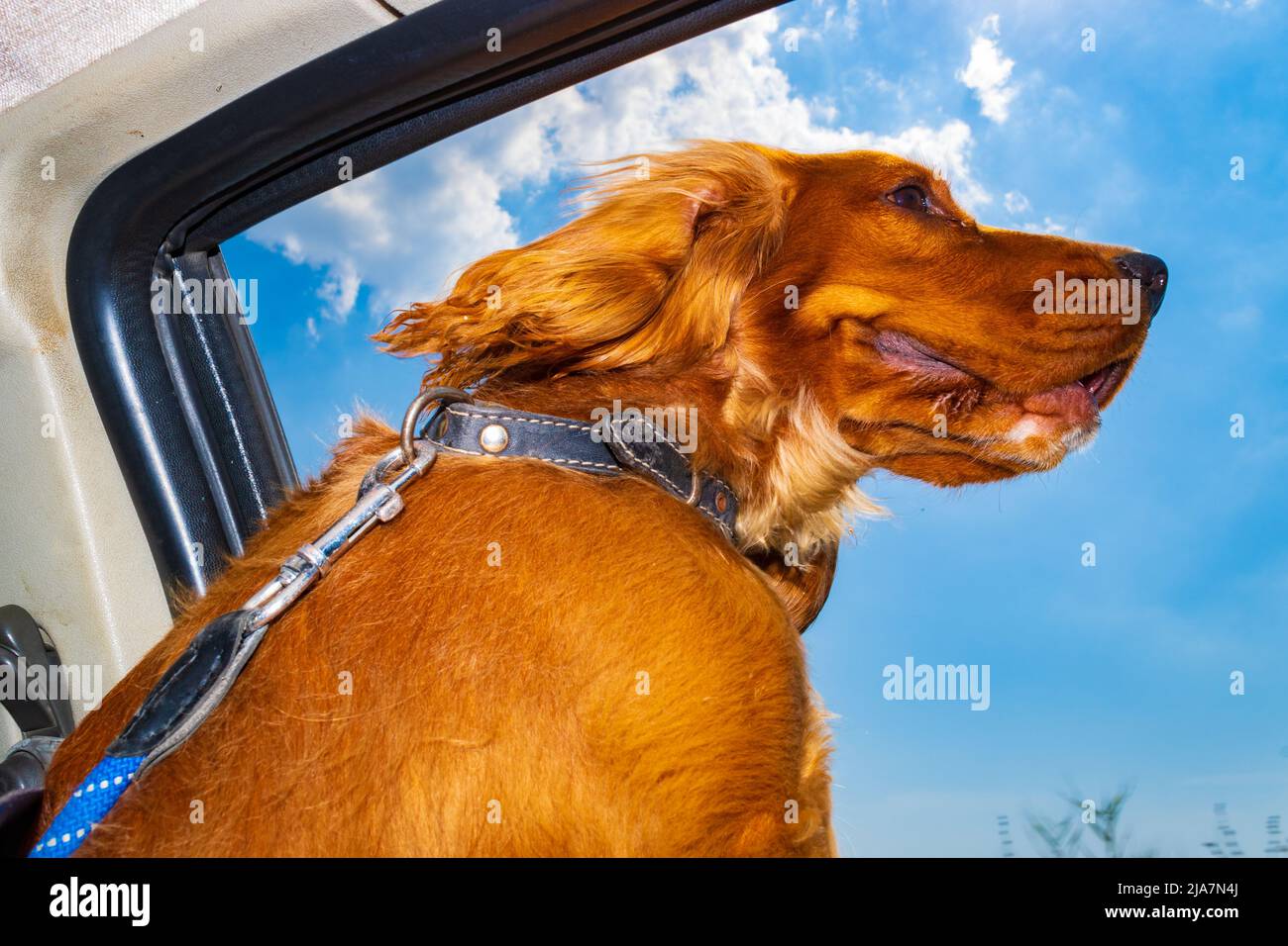 Happy puppy six month old male English cocker spaniel dog observing the ...