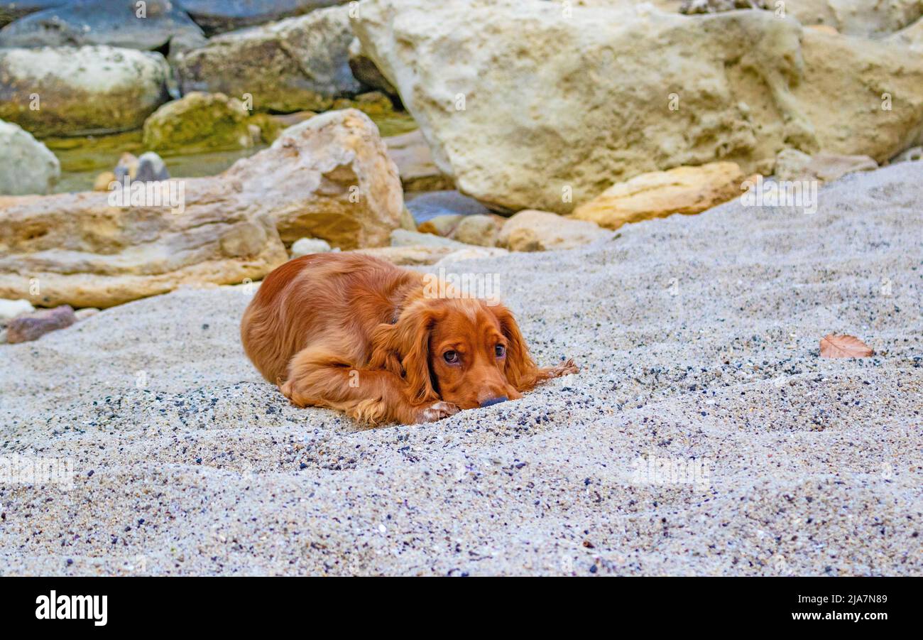 Cute six month old male English puppy cocker spaniel dog lying on a ...