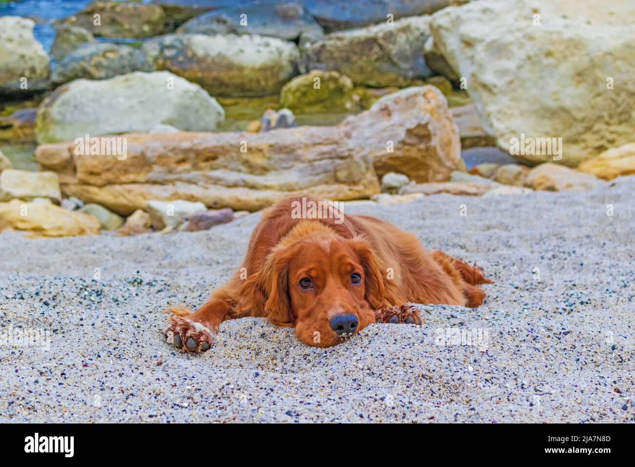 Cute six month old male English puppy cocker spaniel dog lying on a ...