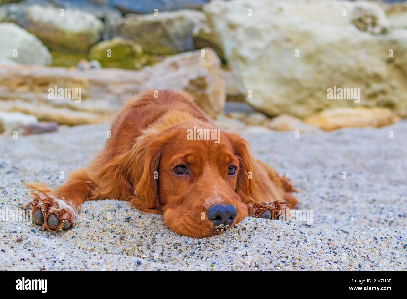 Cute six month old male English puppy cocker spaniel dog lying on a ...