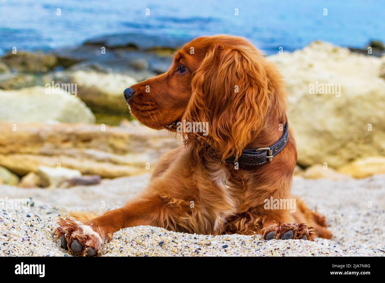 Cute six month old male English puppy cocker spaniel dog lying on a ...