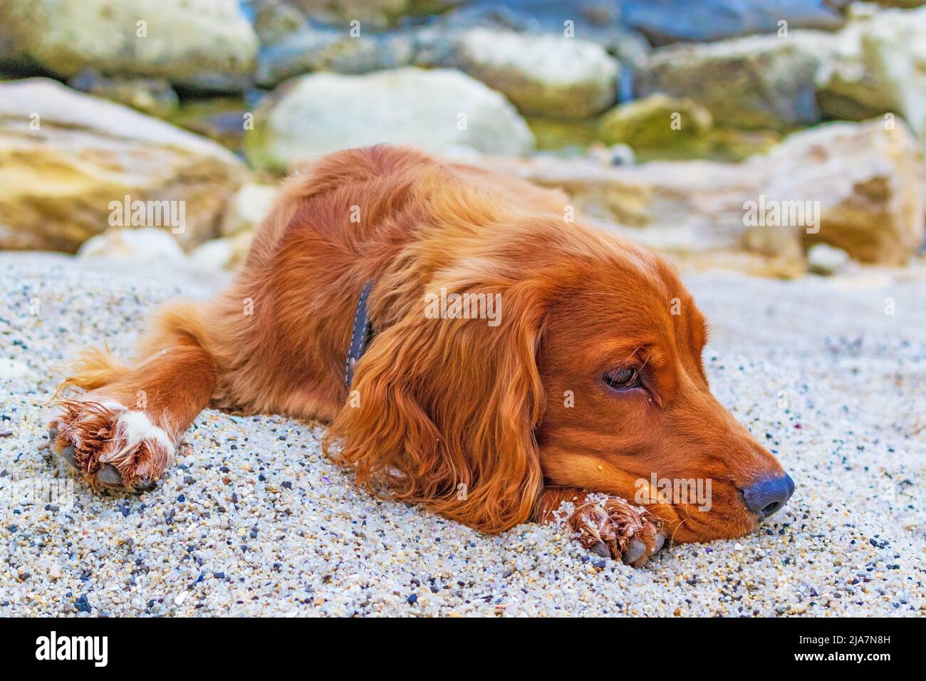 Cute six month old male English puppy cocker spaniel dog lying on a ...