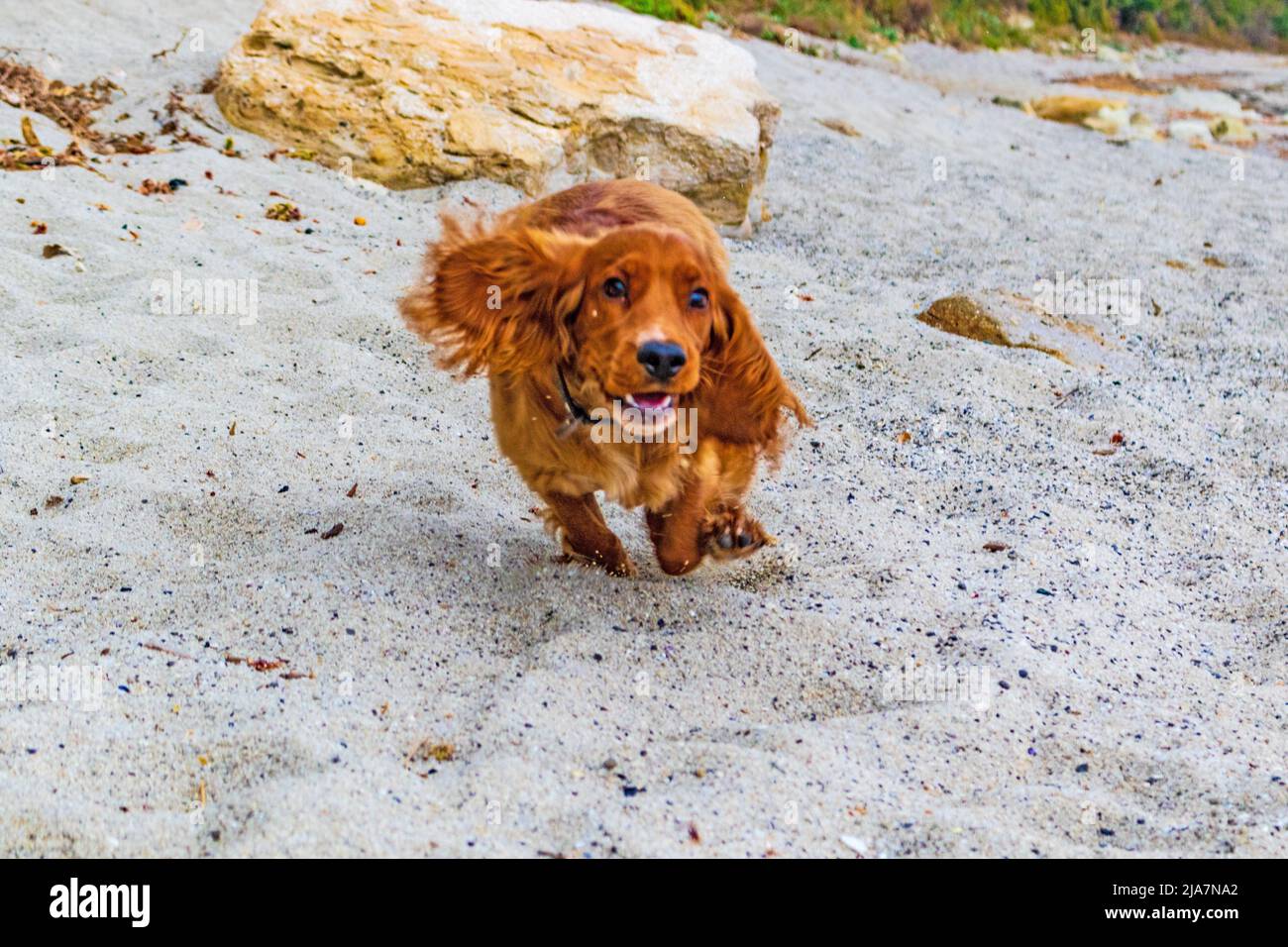 Cute six month old male English puppy cocker spaniel dog running on a ...
