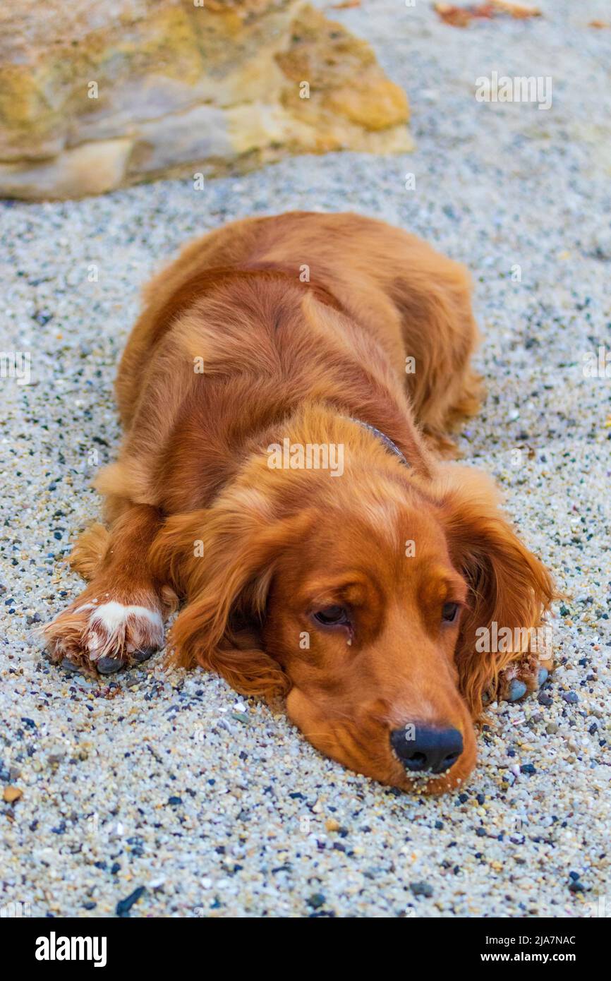 Cute six month old male English puppy cocker spaniel dog lying on a ...
