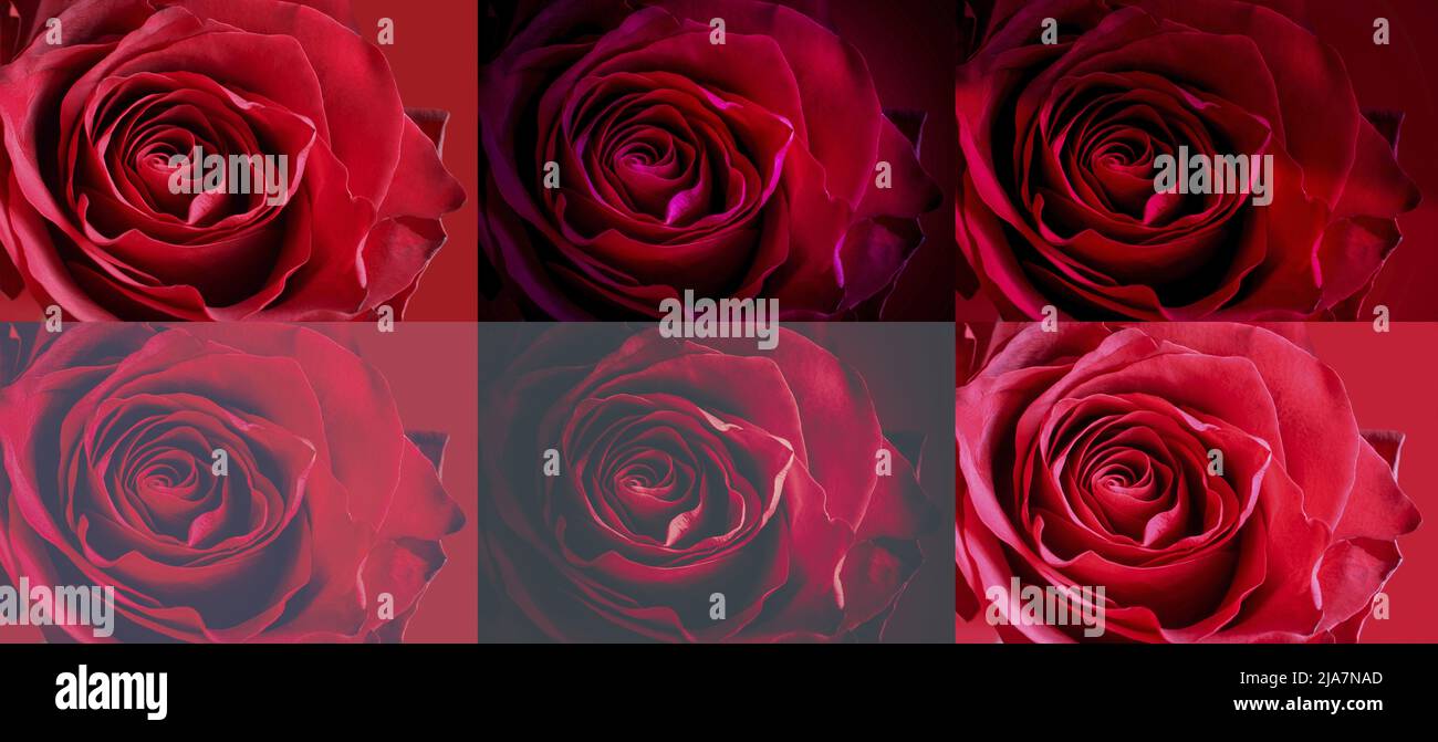 Collage of red roses. Large dark red rose on a red background. Closeup ...