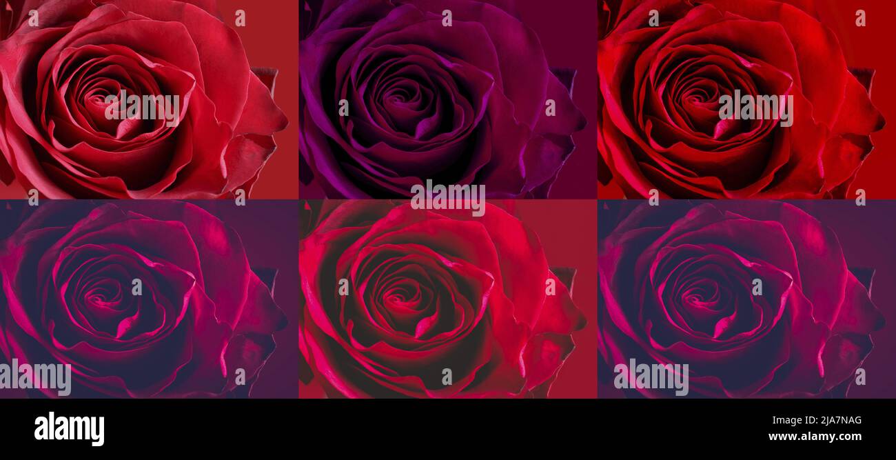 Collage of red roses. Large dark red rose on a red background. Closeup ...