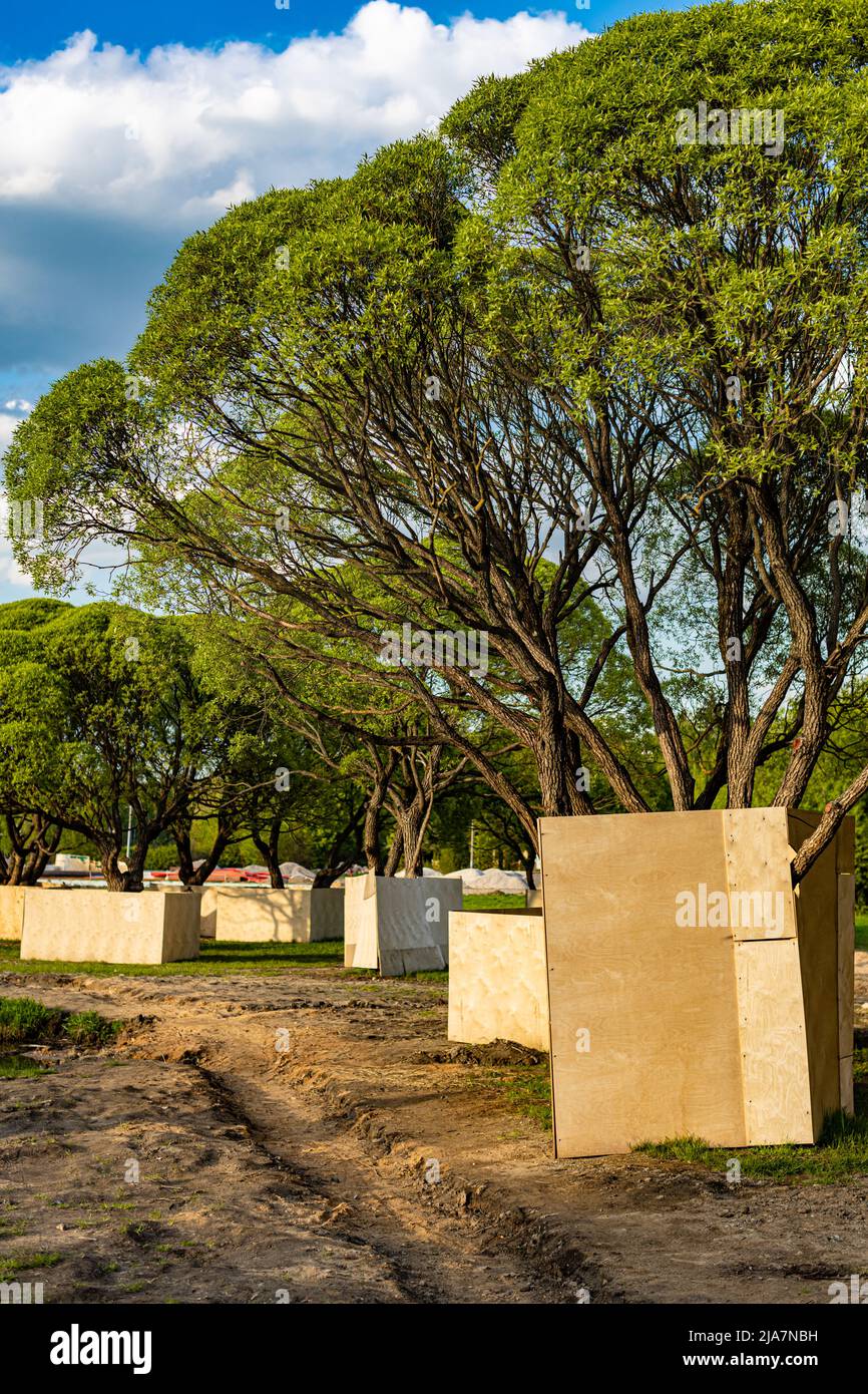 deciduous tree whose trunk is protected by a sheet of plywood. High ...