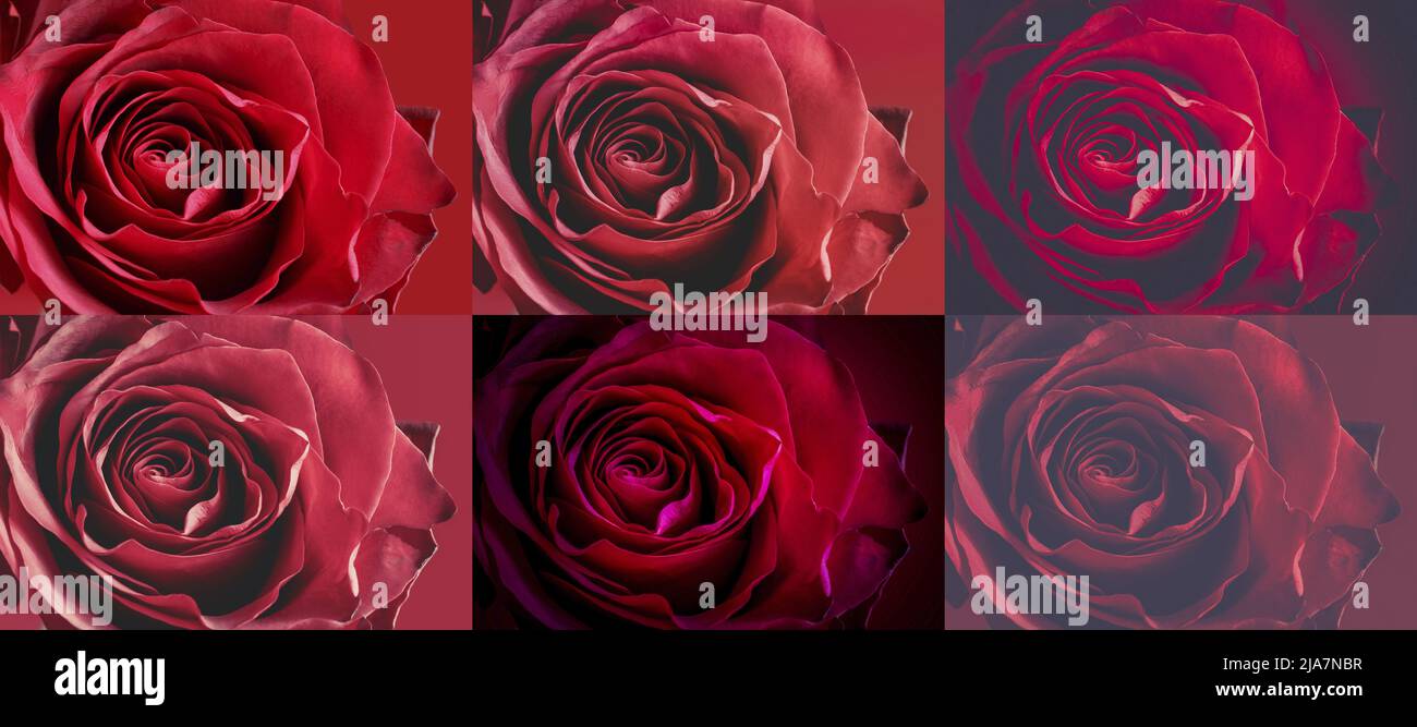 Collage of red roses. Large dark red rose on a red background. Closeup ...