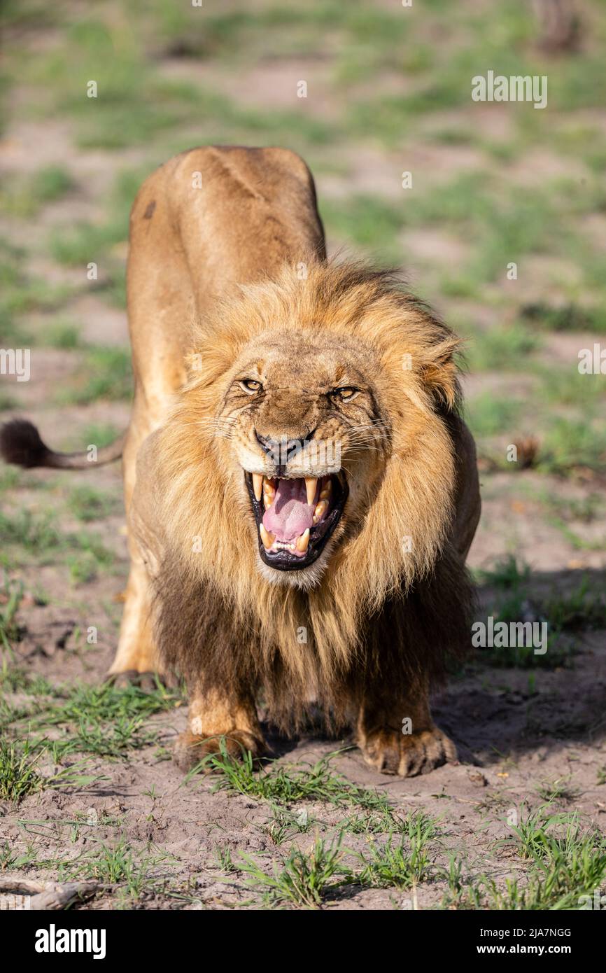 Lions mane lion male hi-res stock photography and images - Alamy