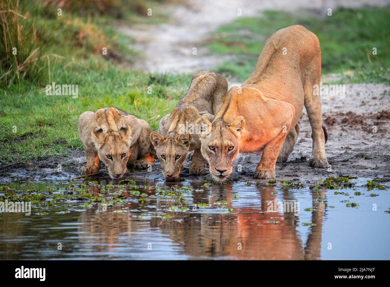 Lion pride of Okavango Delta grassland Stock Photo - Alamy
