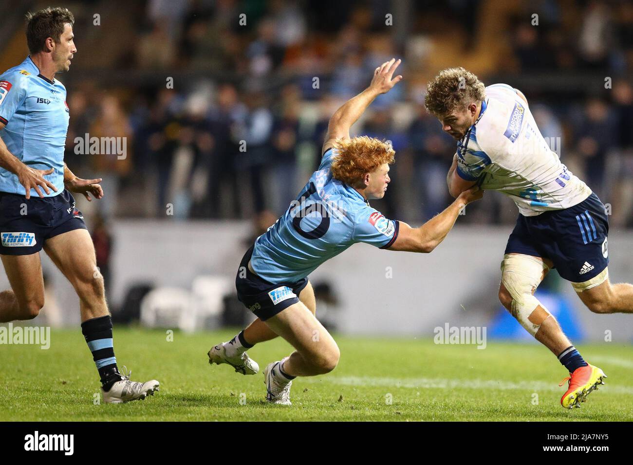 Tane edmed waratahs hi-res stock photography and images - Alamy