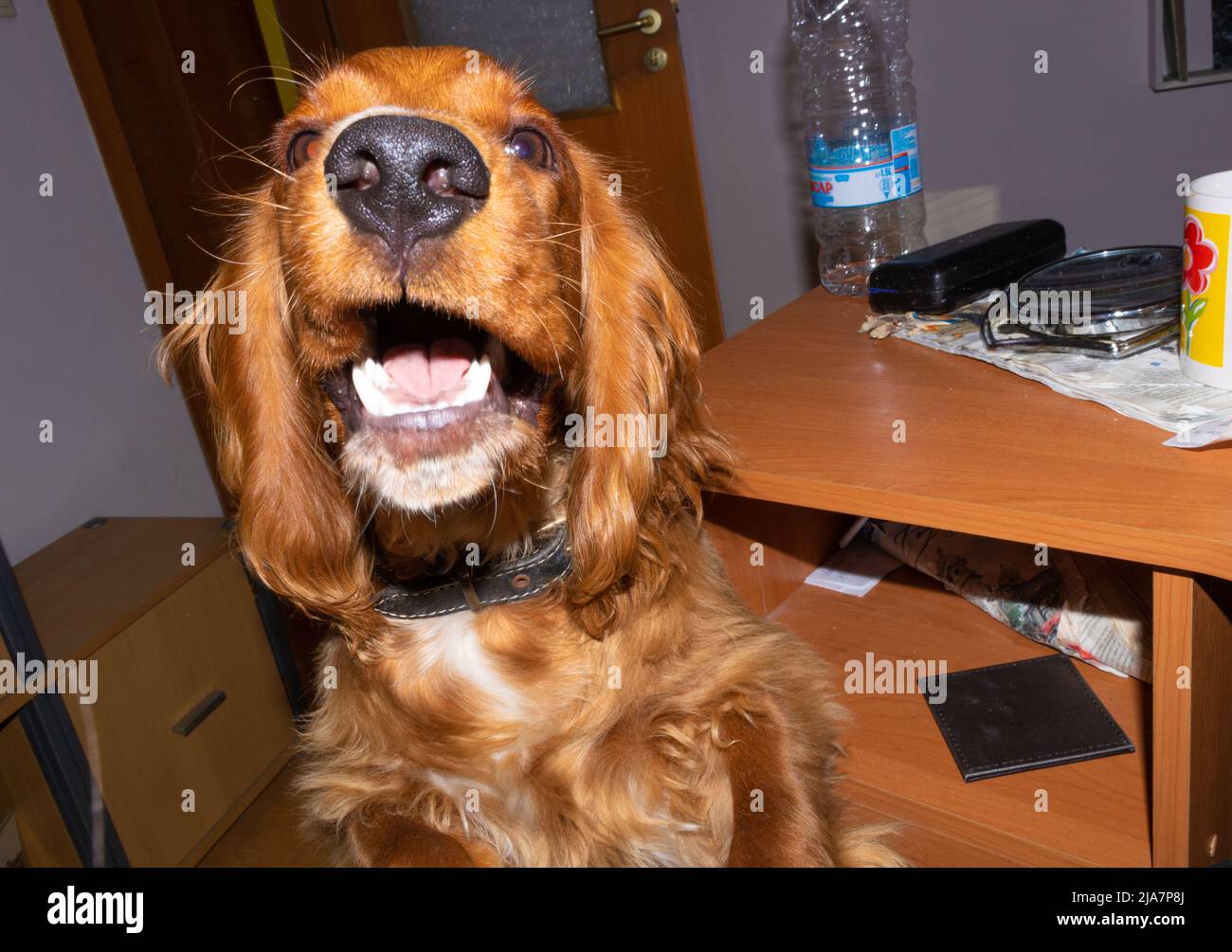 Six month old male puppy English cocker spaniel dog is barking indoor ...