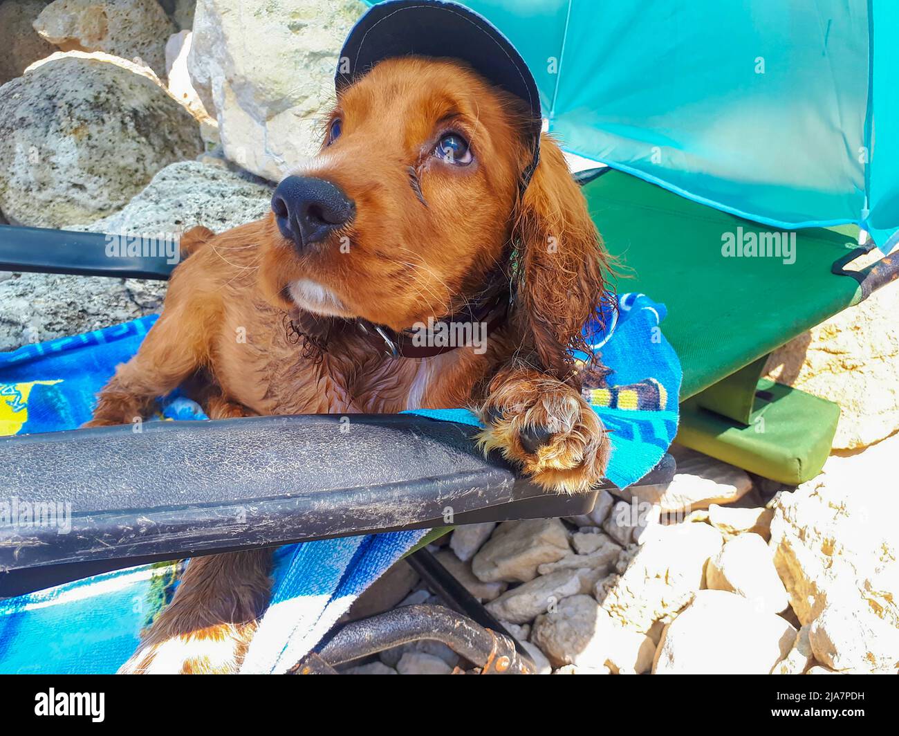 Cute three month old male puppy cocker spaniel dog lying on a deck ...