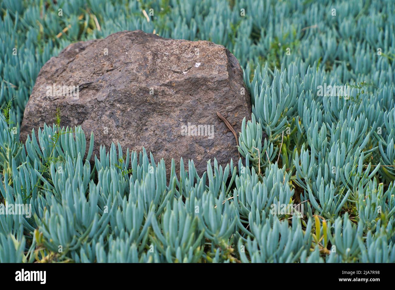 The Close up of brown lizard of Madeira island, known as Lagartixa, Red ...
