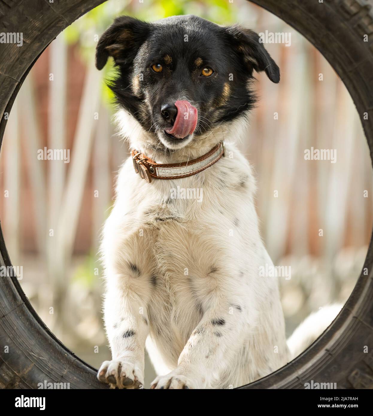 Beautiful white little smart dog Stock Photo - Alamy