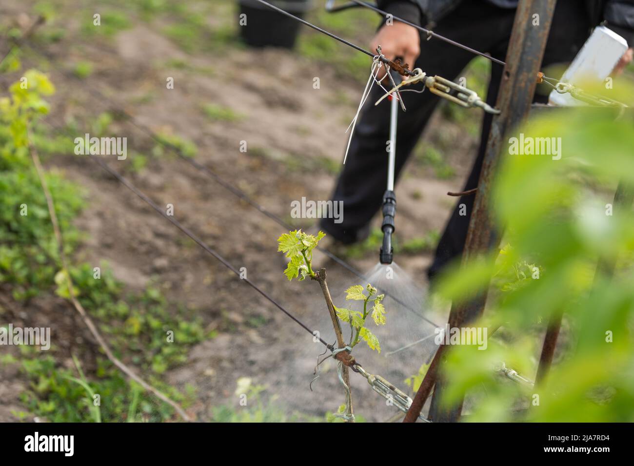 Farmer spraying vegetable green plants in the garden with herbicides ...
