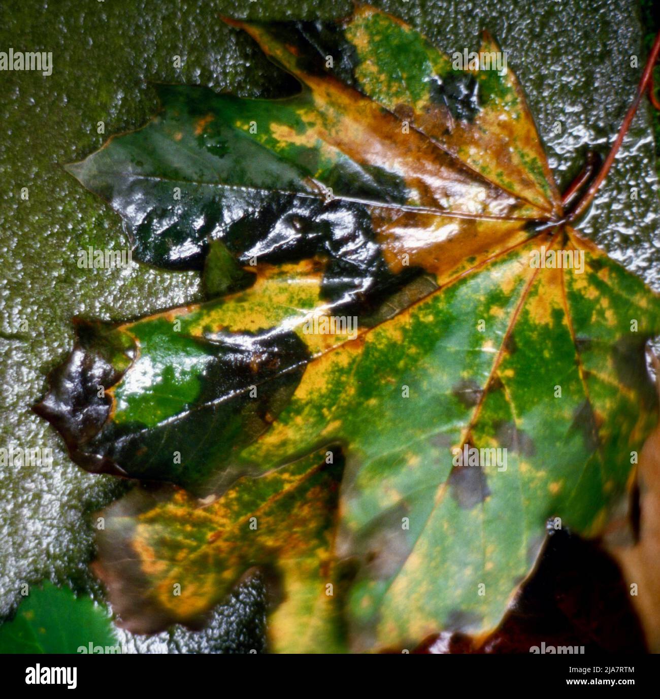 Maple leaves in the rain hi-res stock photography and images - Alamy