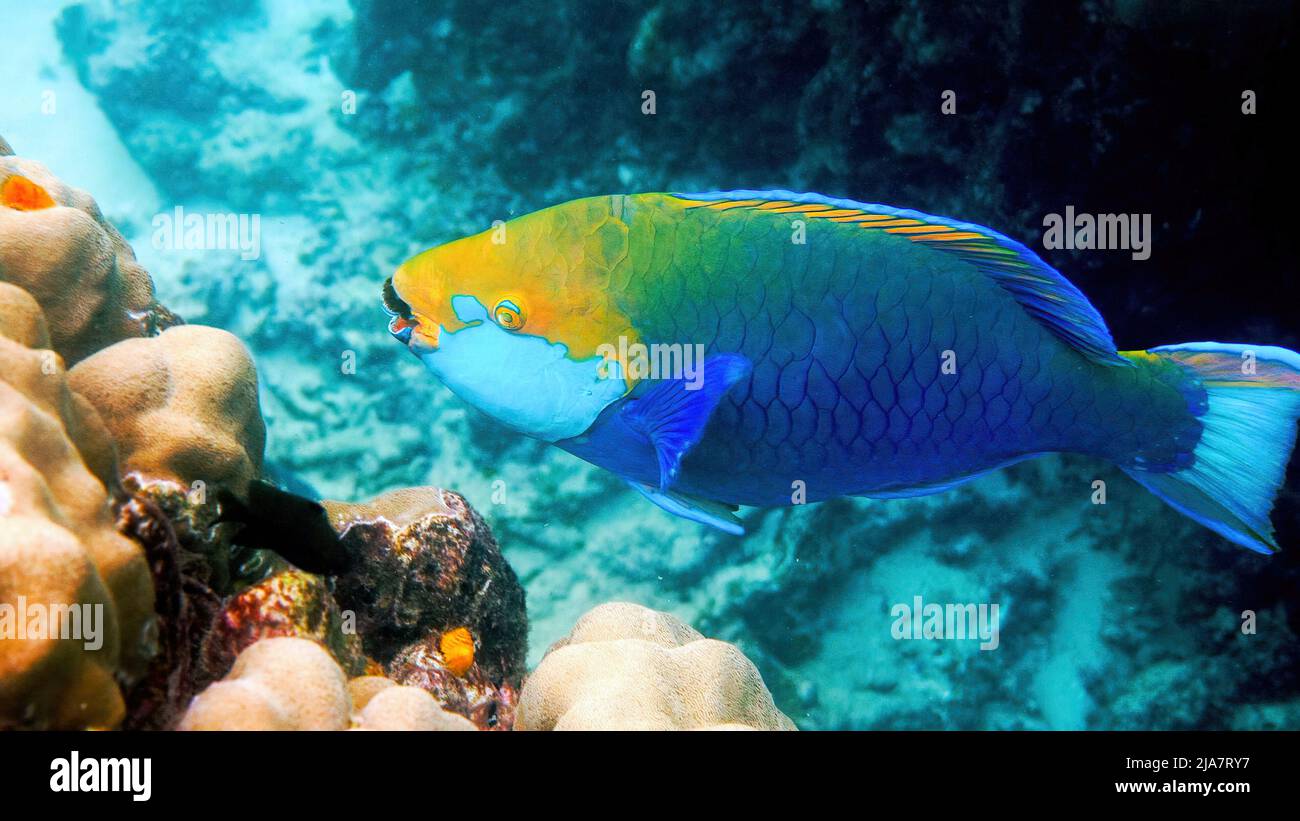 Underwater photo of blue Queen parrotfish swimming among coral reef ...