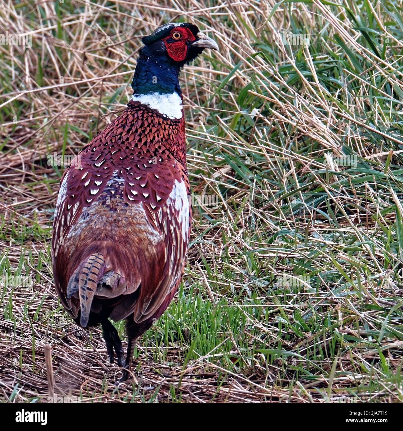 Pheasant castle hi-res stock photography and images - Alamy