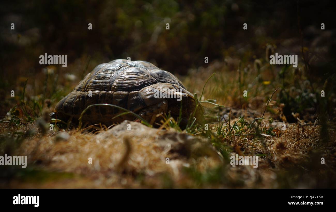 Little brown turtle hi-res stock photography and images - Alamy