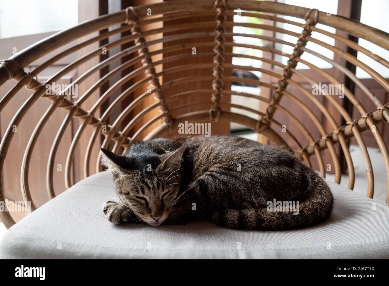 Cute adorable dark grey cat sleep on white cushion and rattan armchair ...