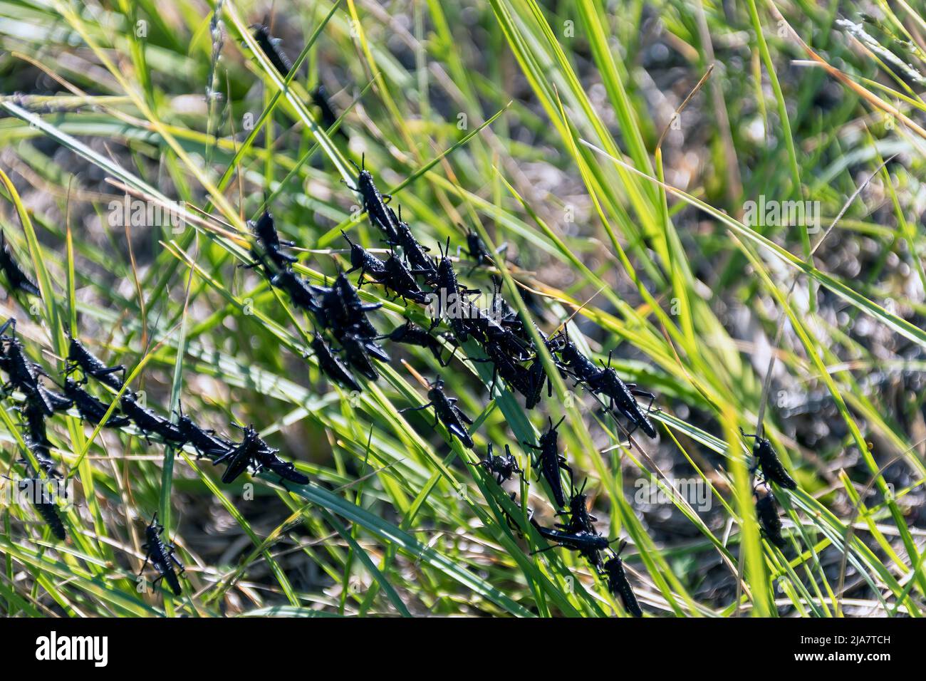 A swarm of newborn baby locusts on the green grass Stock Photo - Alamy