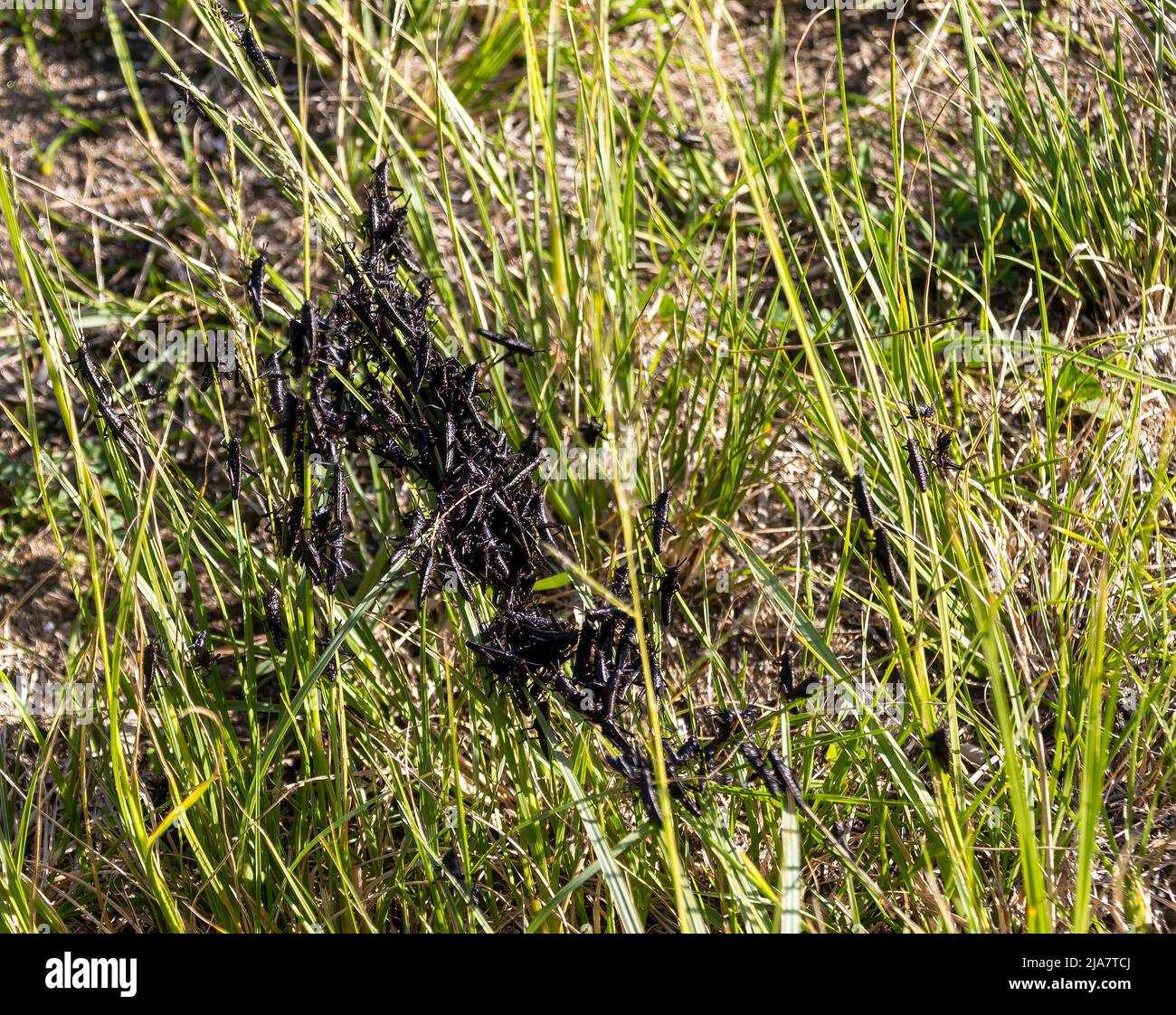 A swarm of newborn baby locusts on the green grass Stock Photo - Alamy