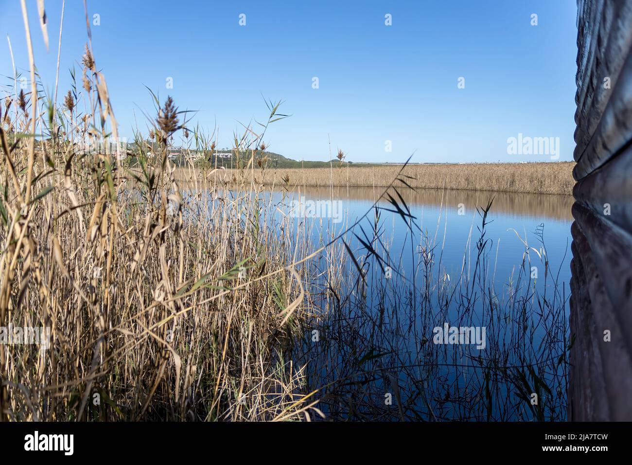 Light brown color reeds at the Wilderness Lagoon on the Garden Route ...
