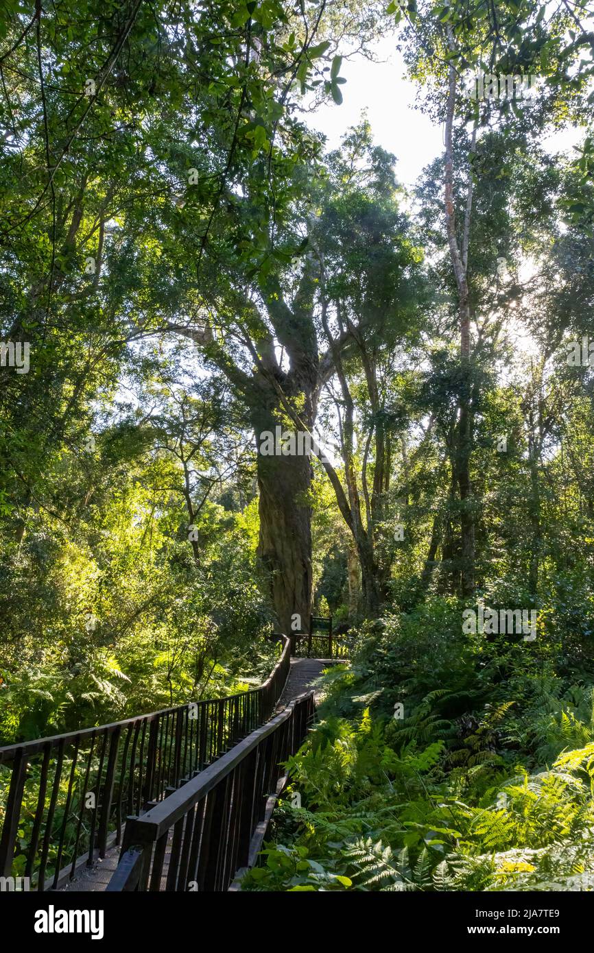 Known As The Woodville Big Tree This 800 Year Old Griant Yellowwood