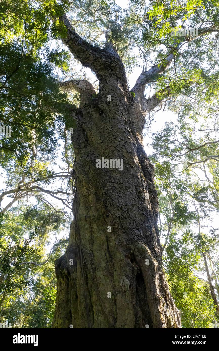 Known As The Woodville Big Tree This 800 Year Old Griant Yellowwood
