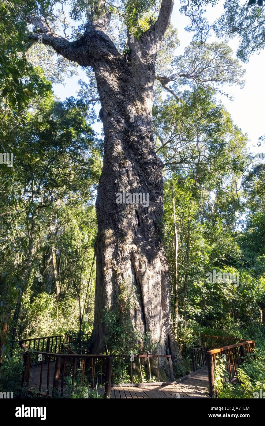 Yellowwood tree hi-res stock photography and images - Alamy