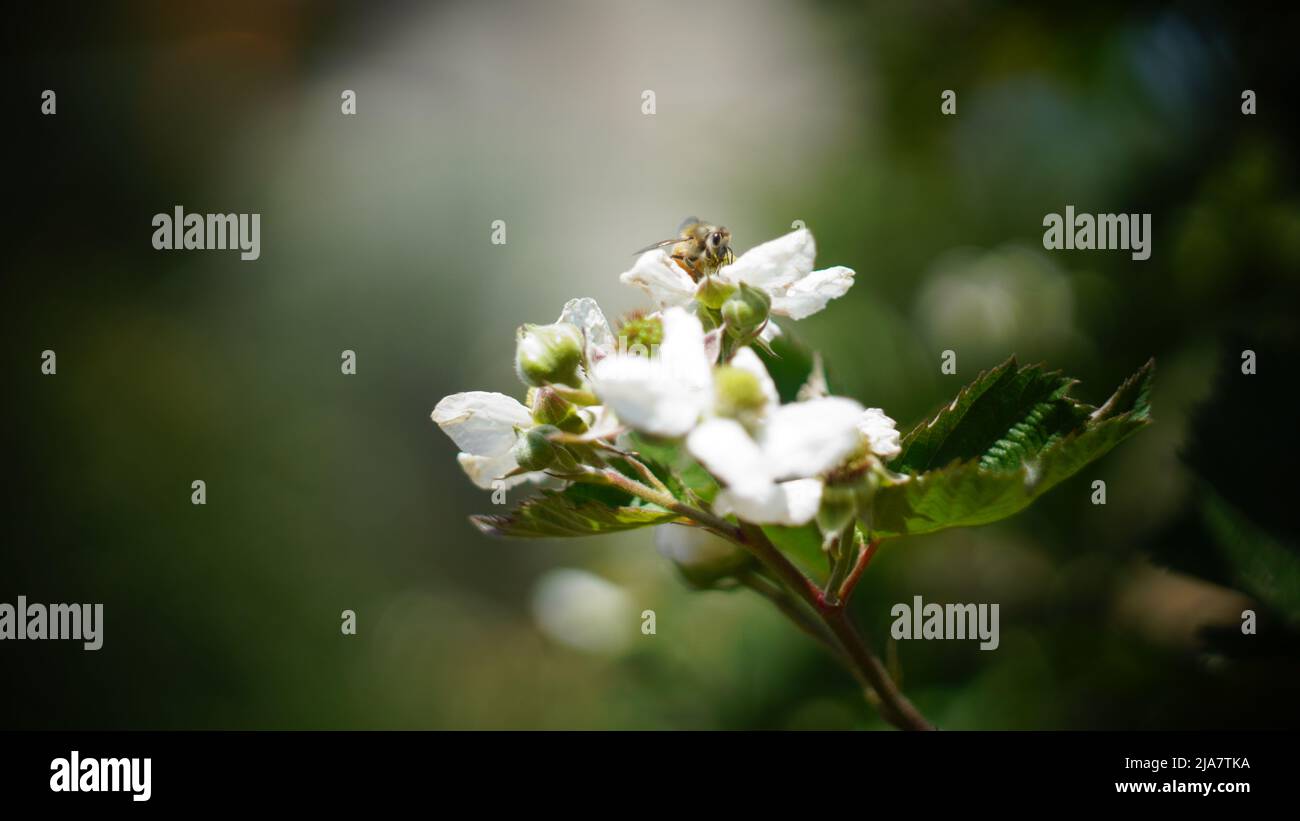 Bees on white raspberry flowers Stock Photo - Alamy