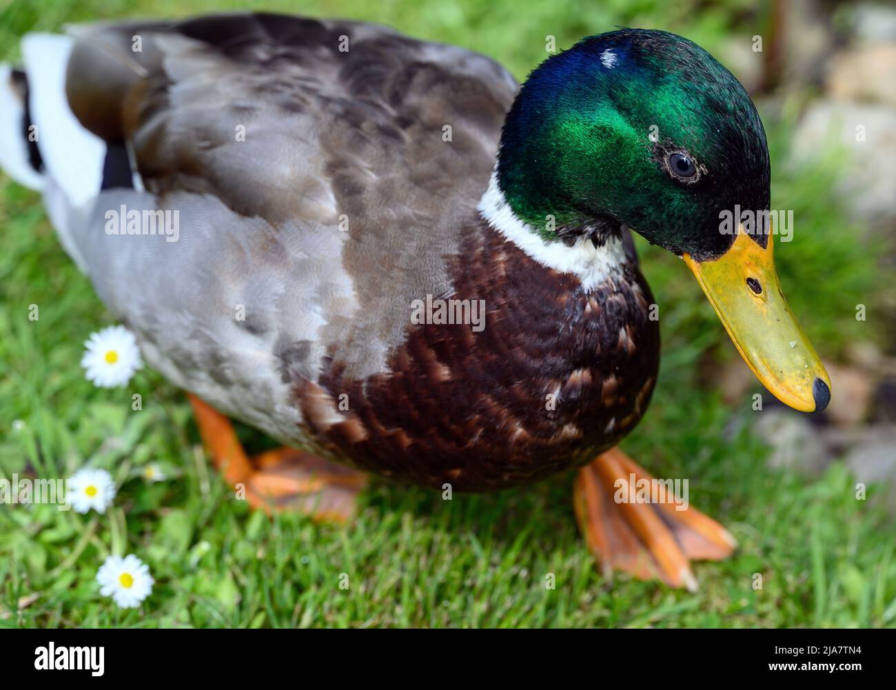 Close up view of a male mallard duck (Anas platyrhynchos) with its ...